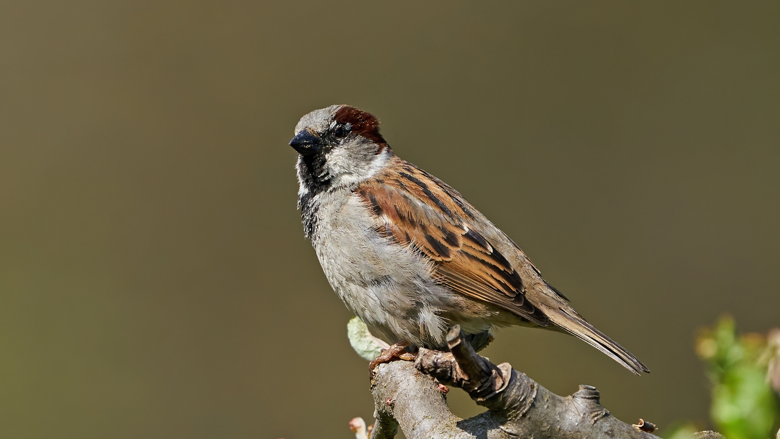 23 Types of Sparrow Birds That You Should Know: From Common House ...