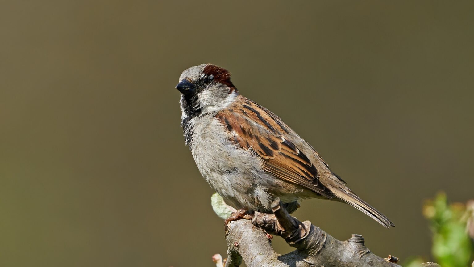 Sparrow Species Guide: Everything You Need to Know About These ...