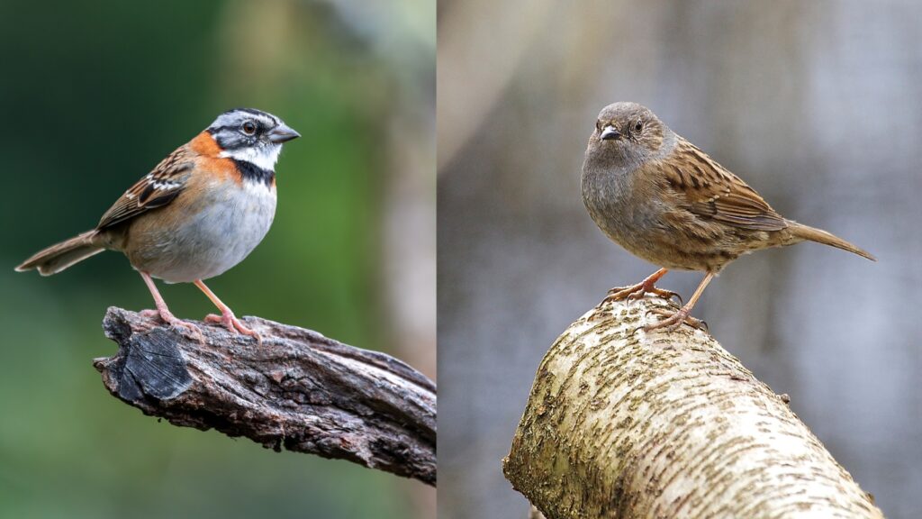 How to Tell the Difference Between a Sparrow and a Dunnock? - Home Bird ...