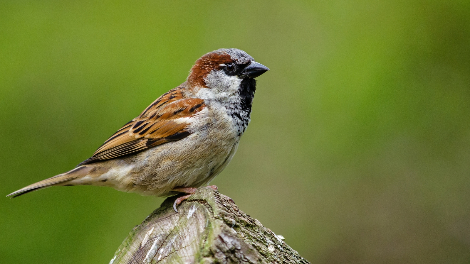 Is It Good to Have Sparrows in Your Garden? Benefits, Challenges, and ...