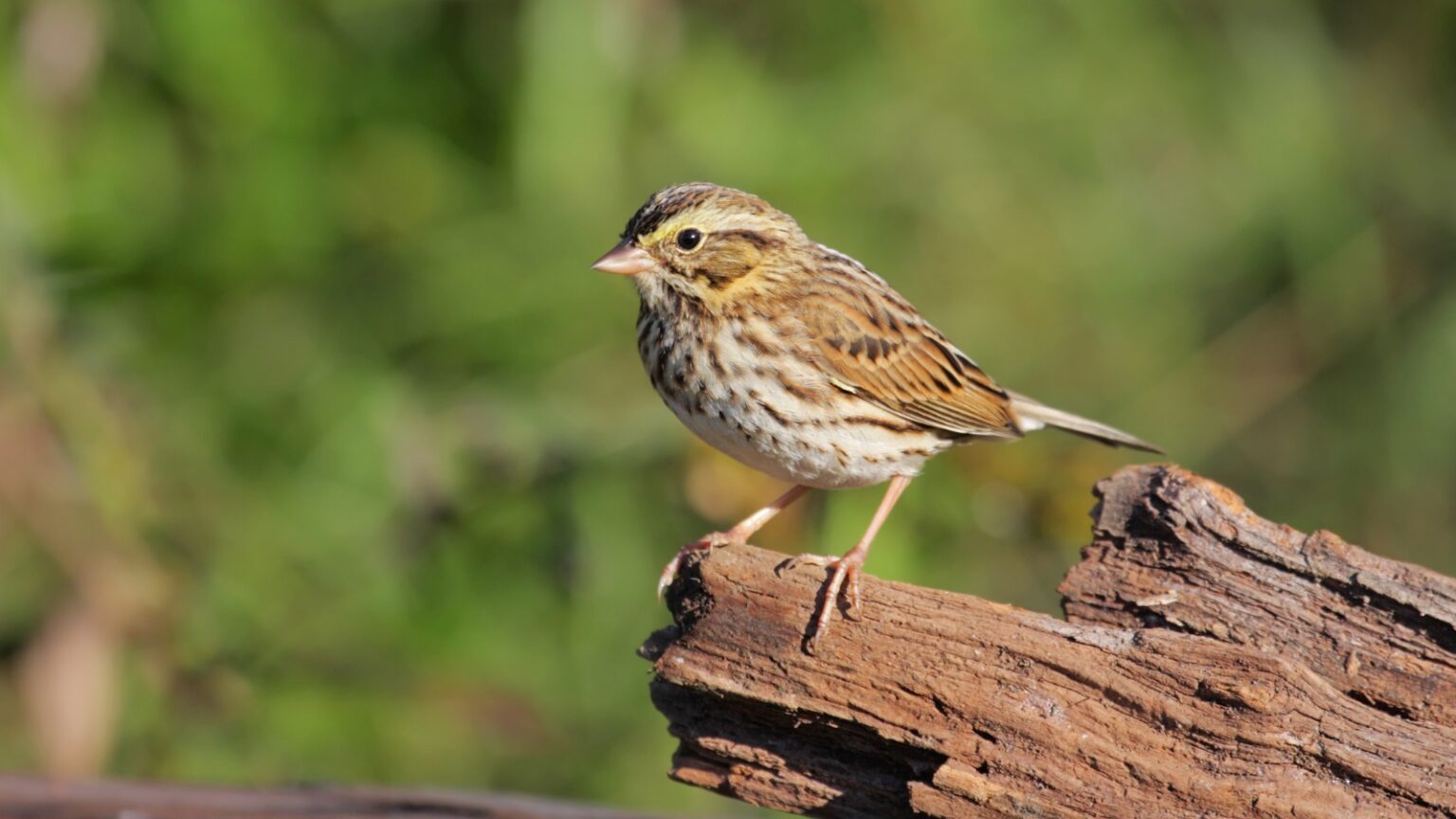 Sparrow Species Guide: Everything You Need to Know About These ...