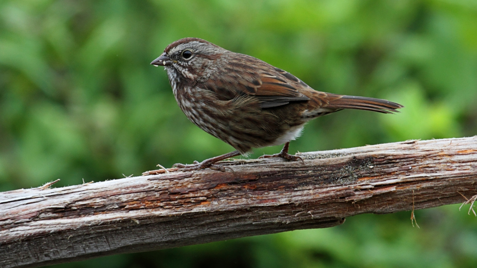 Sparrow Species Guide: Everything You Need to Know About These ...