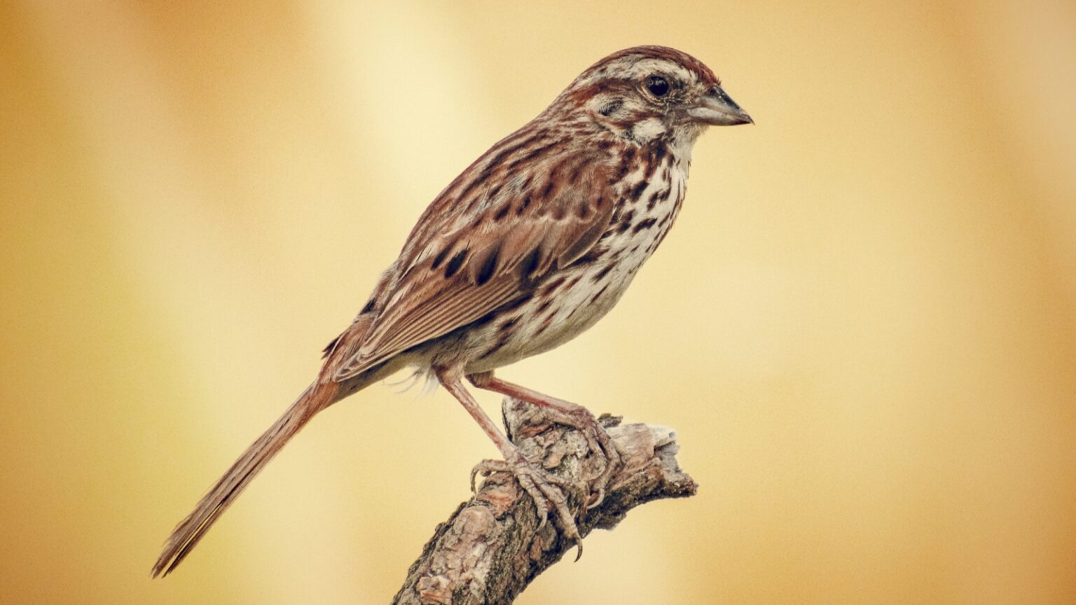 How to Tell the Difference Between a Sparrow and a Dunnock? - Home Bird ...