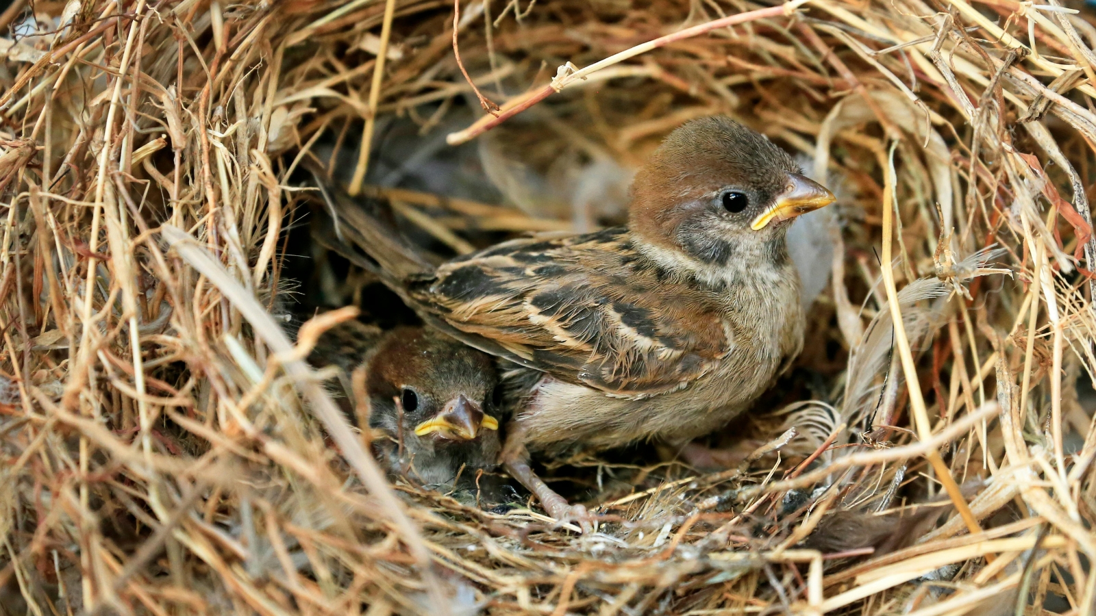 Sparrow Species Guide: Everything You Need to Know About These Remarkable Birds - Home Bird Feeder