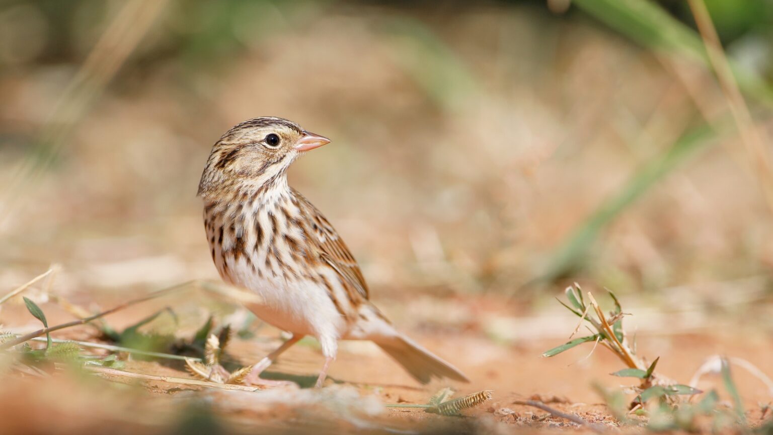 23 Types of Sparrow Birds That You Should Know: From Common House ...