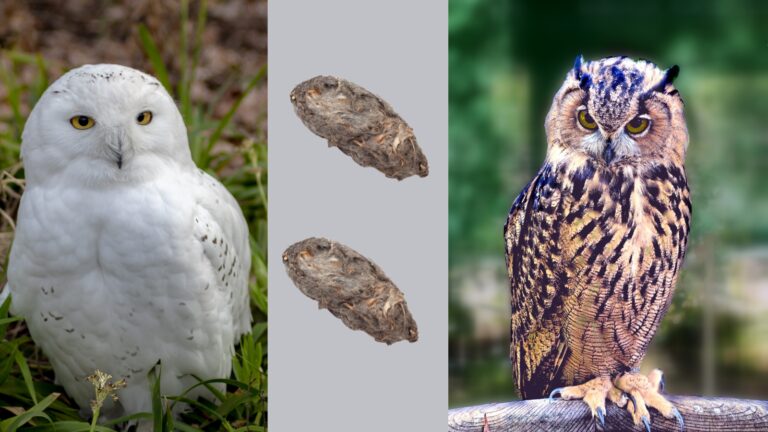What is an Owl Pellet? Exploring the Remarkable Biological Process ...