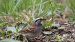 23 Types of Sparrow Birds That You Should Know: From Common House ...