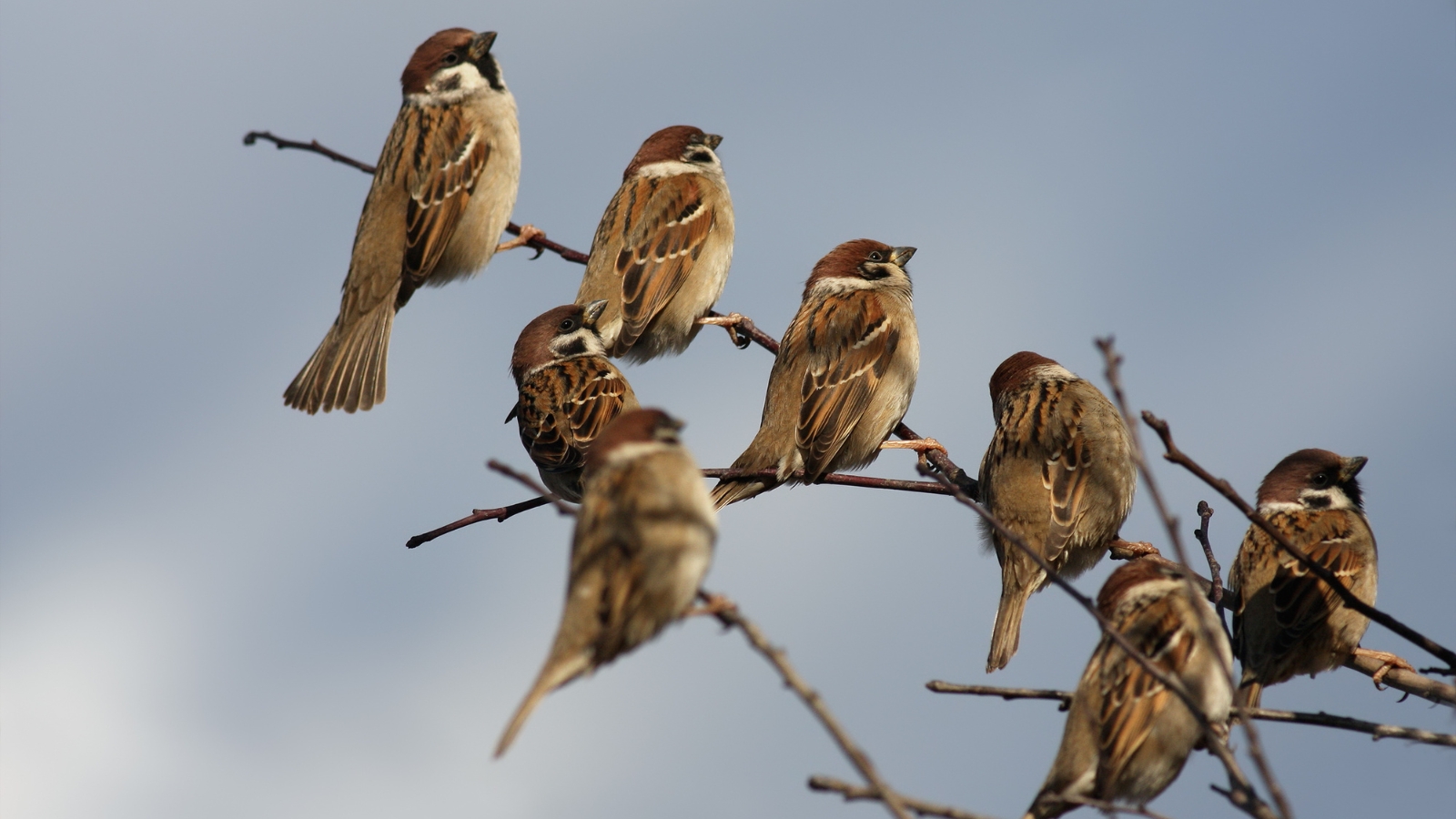 Why Are There Lots of Sparrows in My Garden? What Every Bird Lover ...