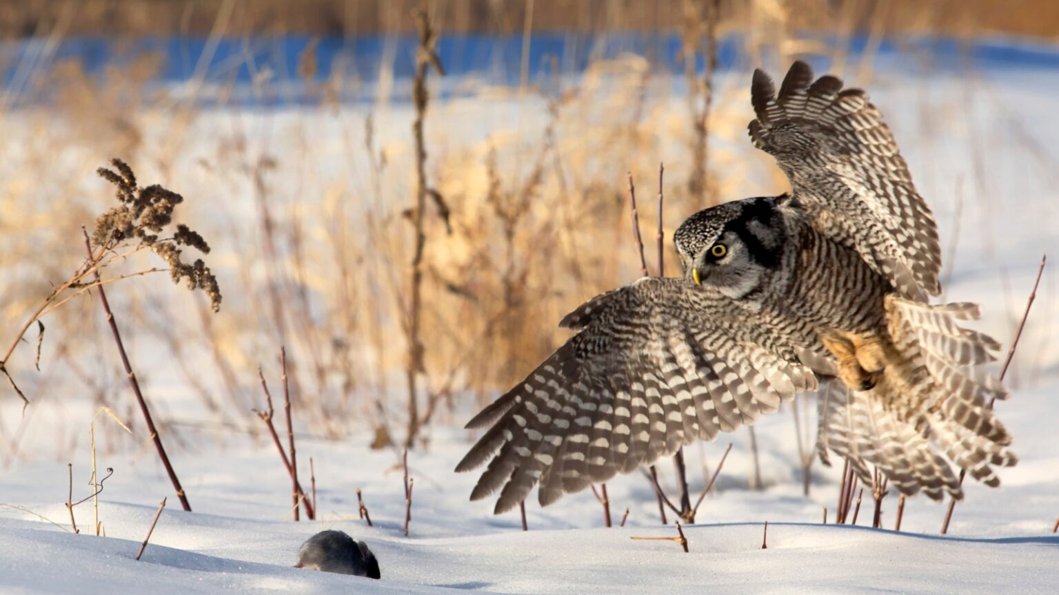 Complete Owl Identification Guide: Species, Behaviour, and Global ...