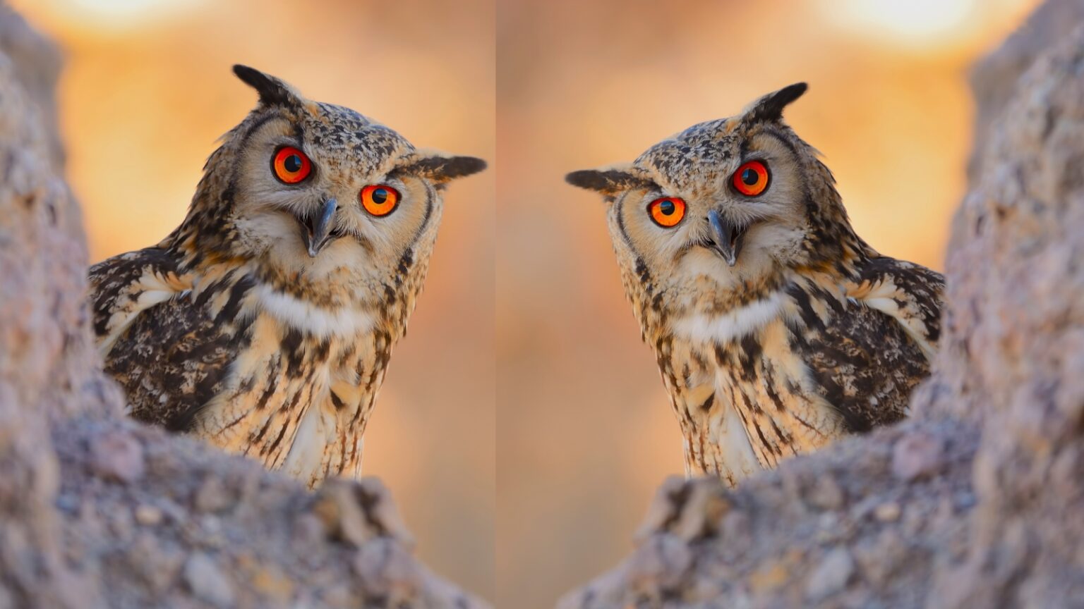 Will an Owl Eat a Cat? Understanding the Truth About Owl Predation ...