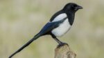 What Do Magpies Eat? A Comprehensive Guide to Magpie Diet and Feeding ...