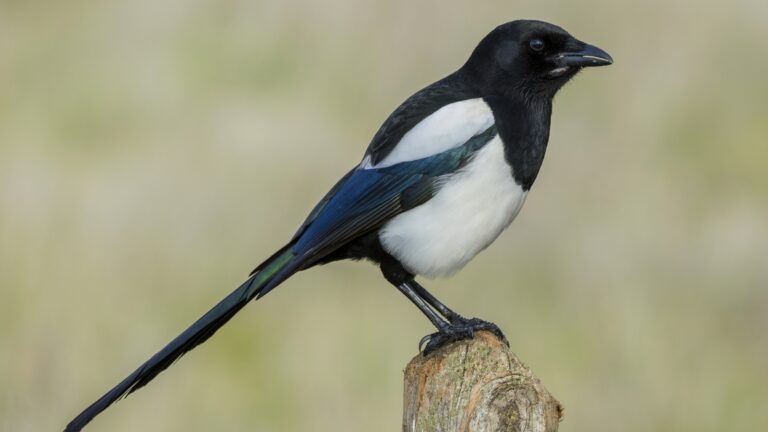 What Do Magpies Eat? A Comprehensive Guide to Magpie Diet and Feeding ...