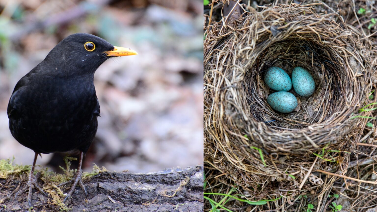 How Long Do Blackbirds Live? The Complete Guide to Blackbird Longevity - Home Bird Feeder