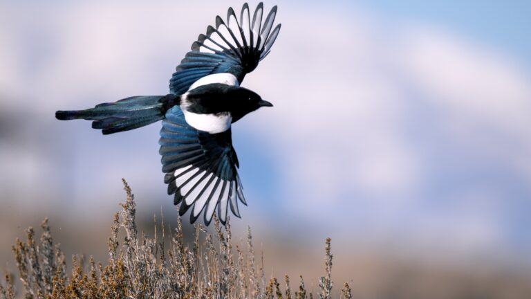 What Do Magpies Eat? A Comprehensive Guide to Magpie Diet and Feeding ...