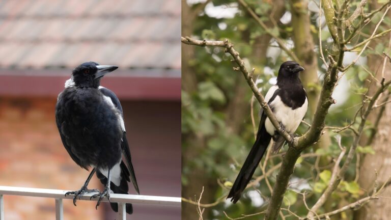 What Do Magpies Eat? A Comprehensive Guide to Magpie Diet and Feeding ...