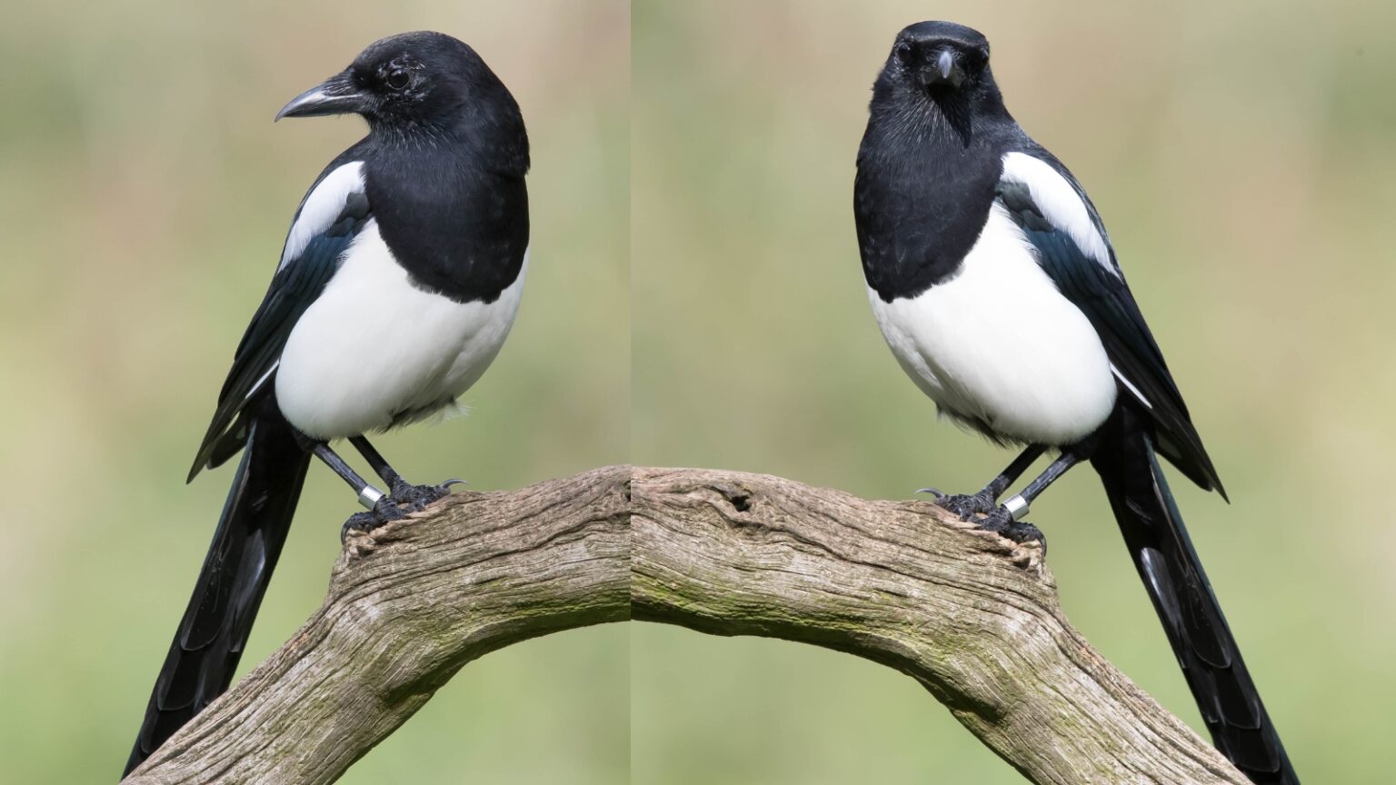 What Do Magpies Eat? A Comprehensive Guide to Magpie Diet and Feeding Habits - Home Bird Feeder